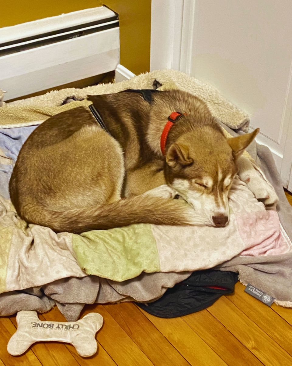 The Pawspective of Simba! – Highlander’s Herald